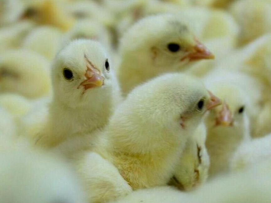 Бройлер Кобб 500