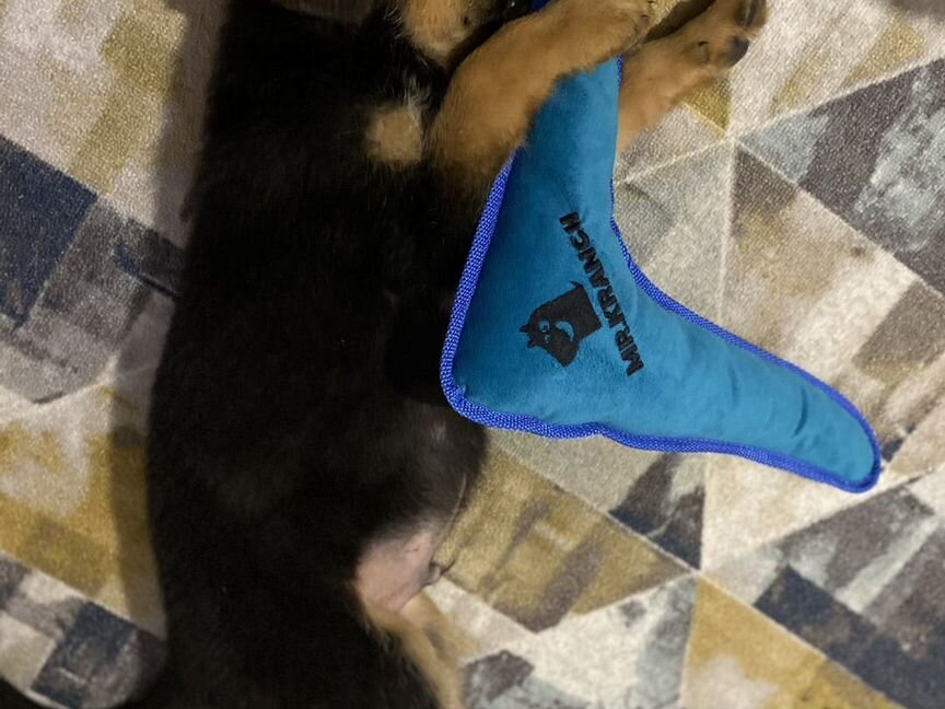 Щенки немецкой овчарки