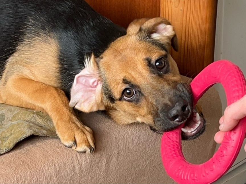 Рокси ищет дом