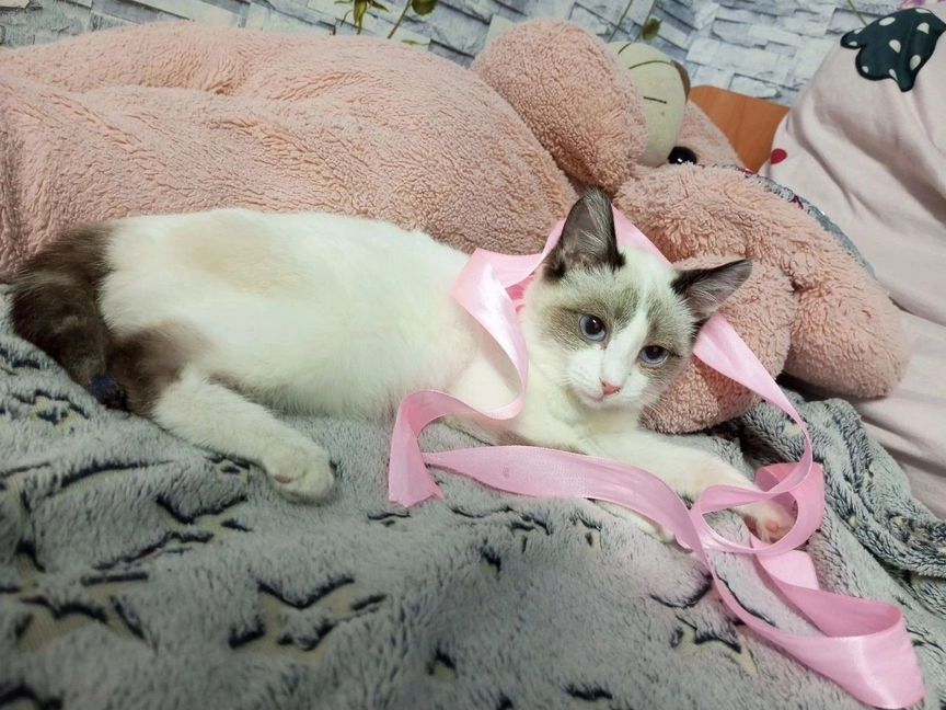 Кошка Сакура ищет дом