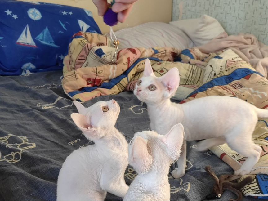 Котята Девон-рекс