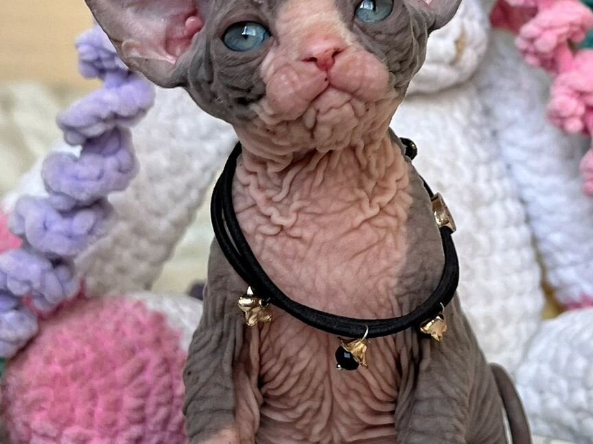 Канадский сфинкс котята