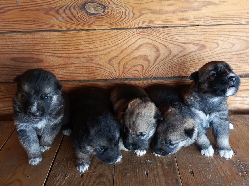 Щенки немецкой овчарки и хаски