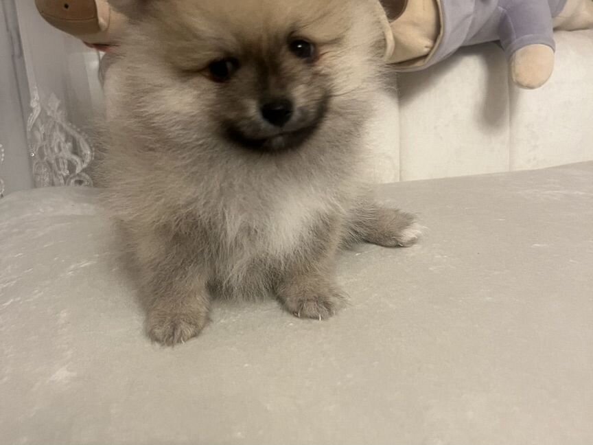 Щенки мини шпица