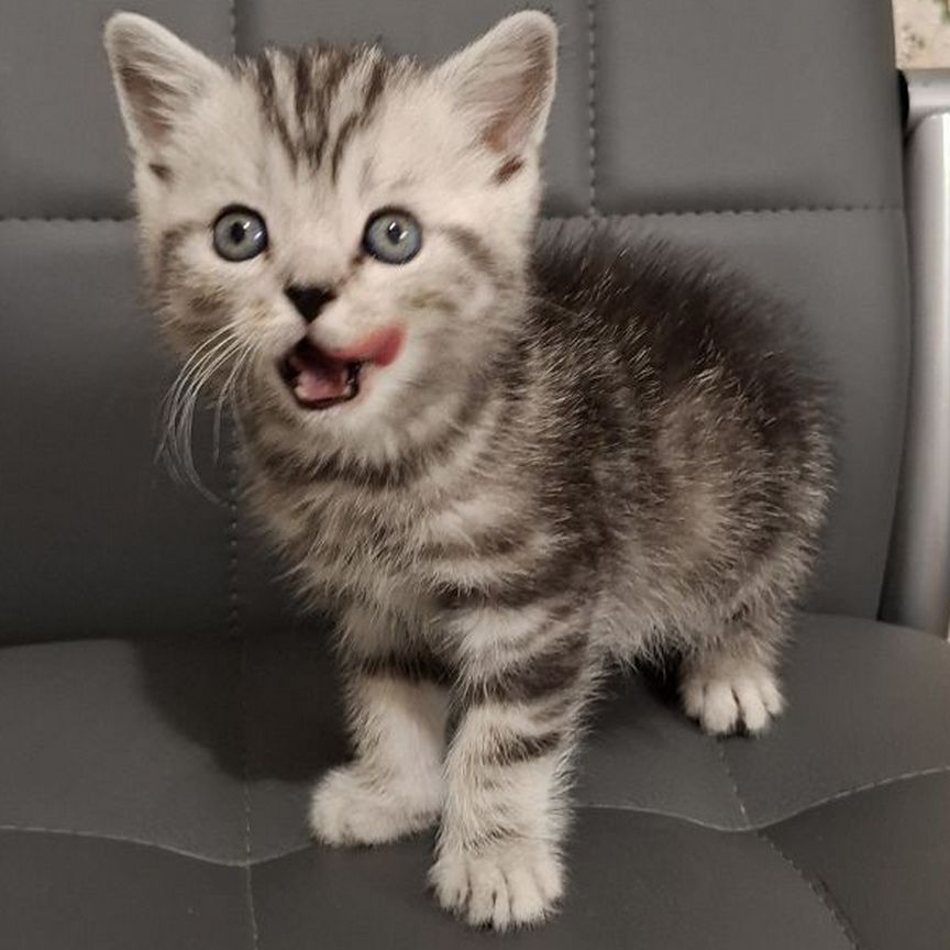 Шотландский прямоухий короткошёрстный котёнок