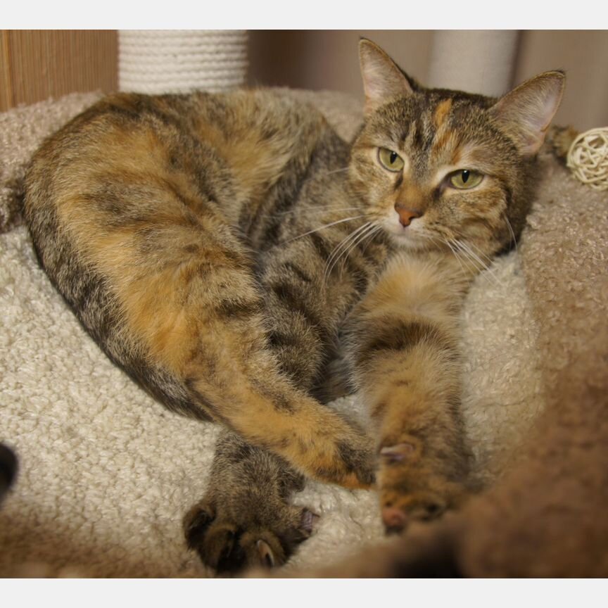 Масяня кошка в добрые руки