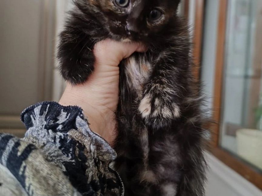 Котенок от кошки мейн - кун