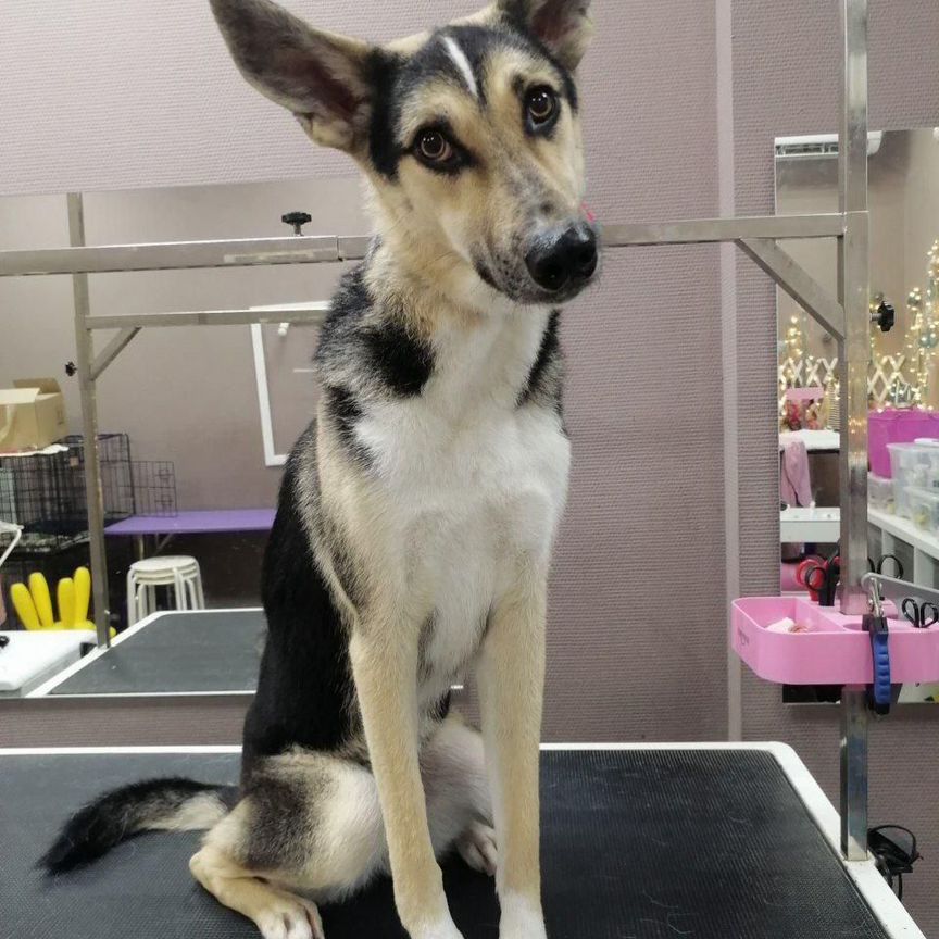 Собака в добрые руки отдам бесплатно