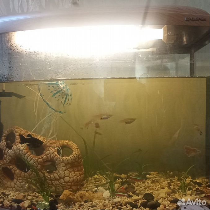 Аквариум75литров+рыбки