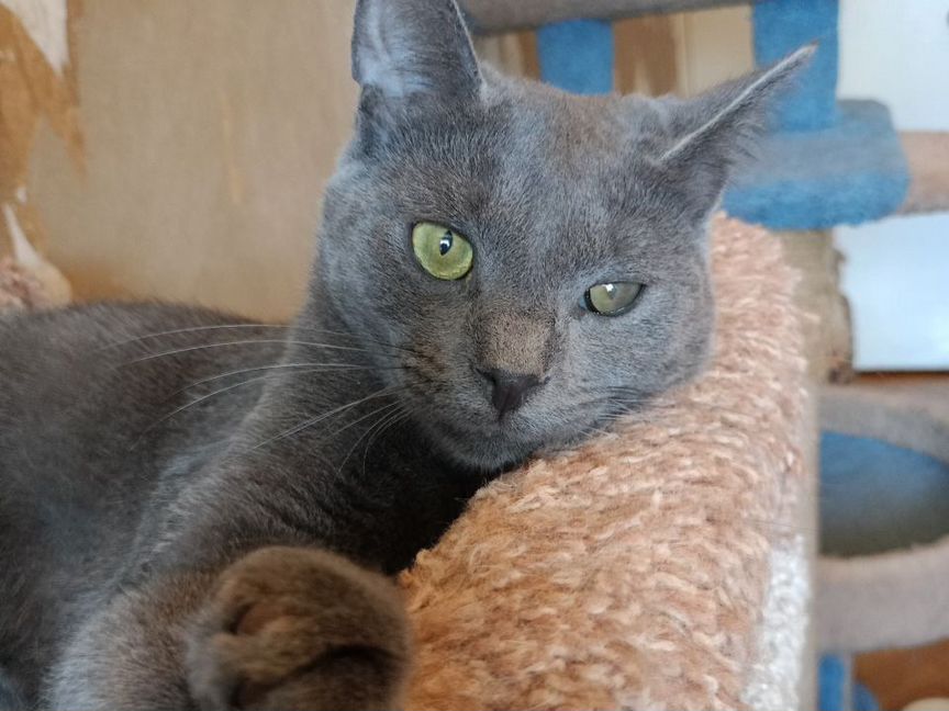 Котик Малыш в дар, 8 месяцев, кастрирован