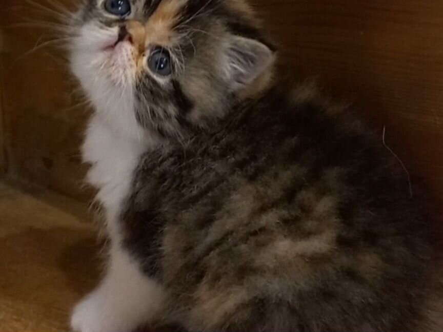 Кошки
