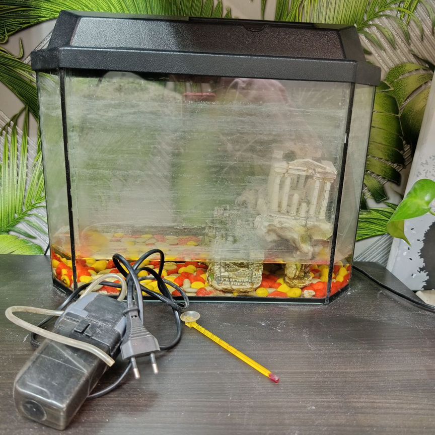 Аквариум бу с сомиком