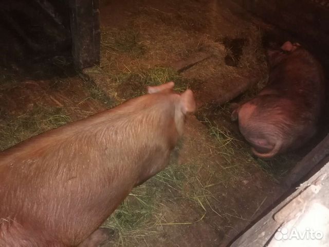 Свинки и кабанчик