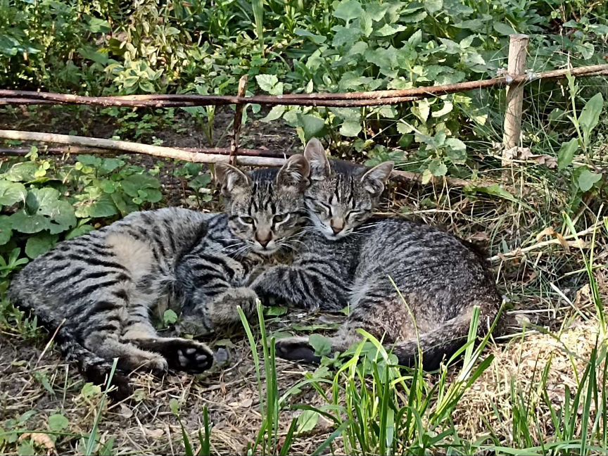 Два котёнка в добрые руки бесплатно