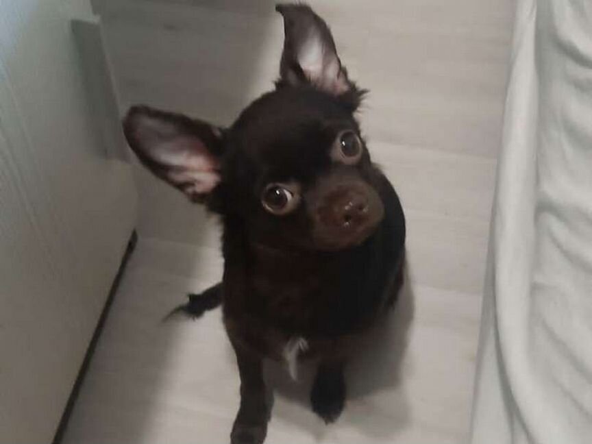 Щенки чихуахуа