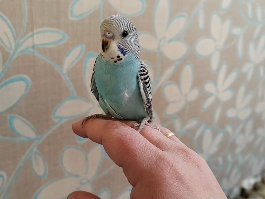 Птицы