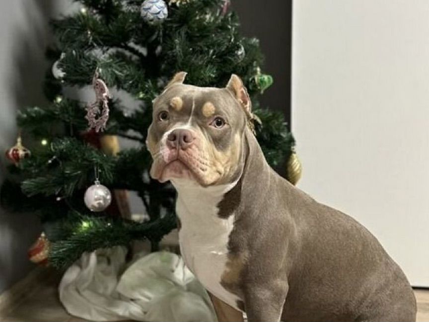 Американский булли классик вязка