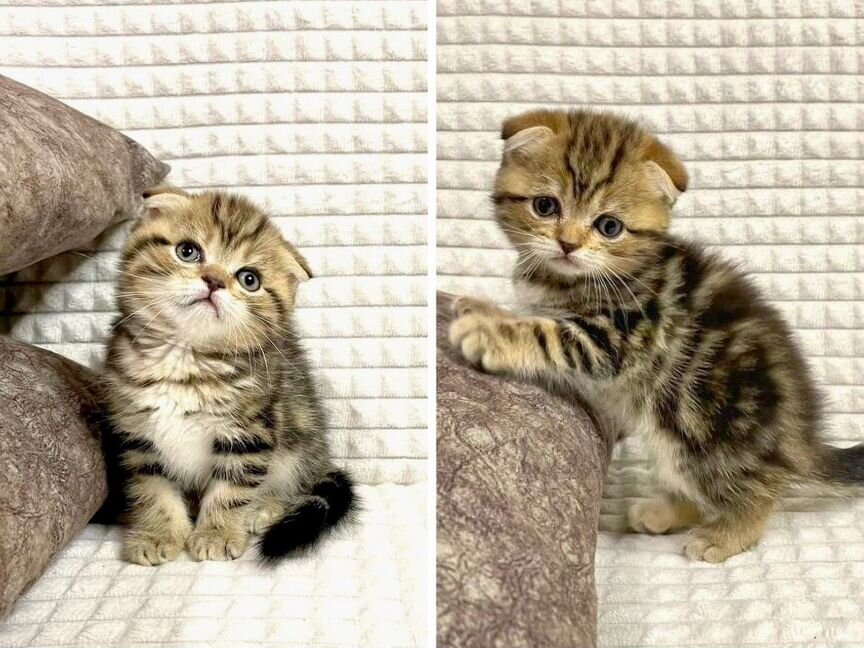 Шотландскте вислоухие котята