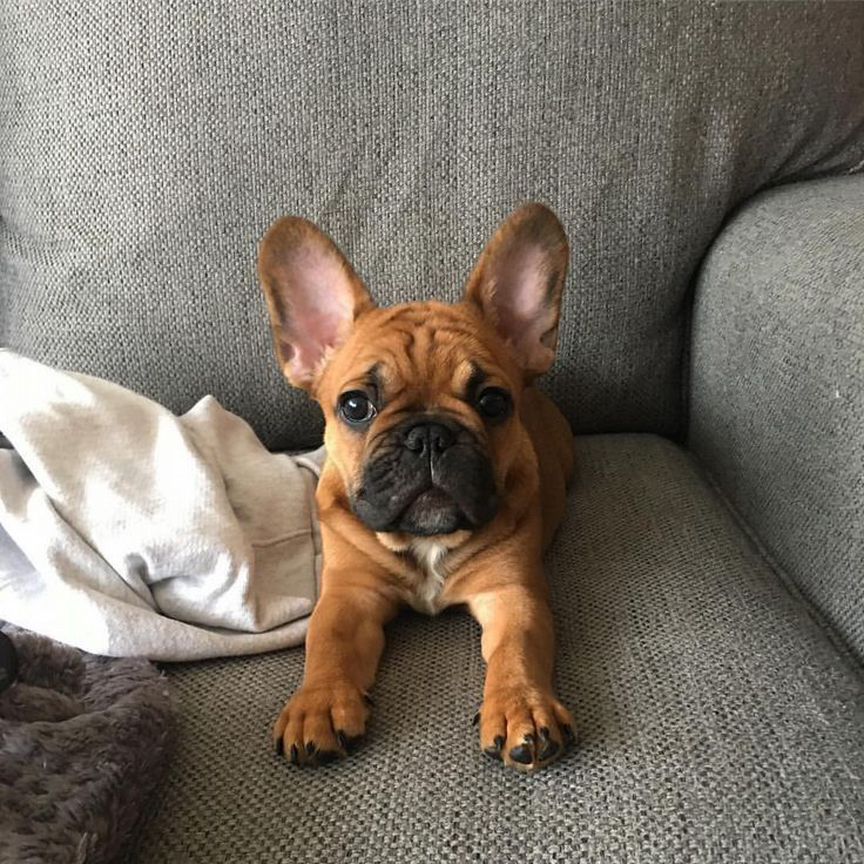 Красный французский бульдог щенки
