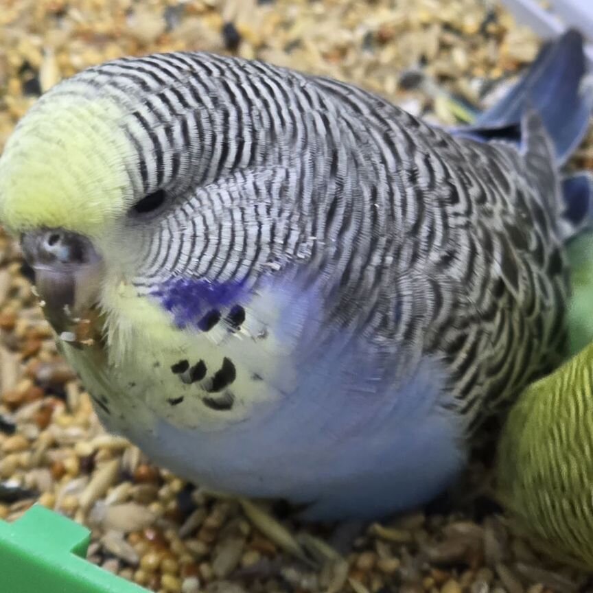 Волнистый попугай ввп чех птенцы ручные