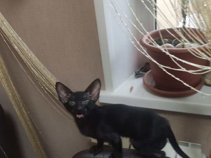 Ориентальные котята