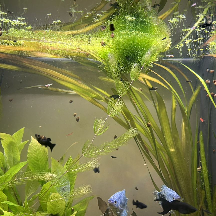 Валлиснерия гигантская, растение для аквариума