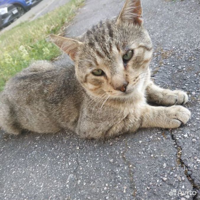 Котик Лёвушка в добрые руки.Помогу с доставкой