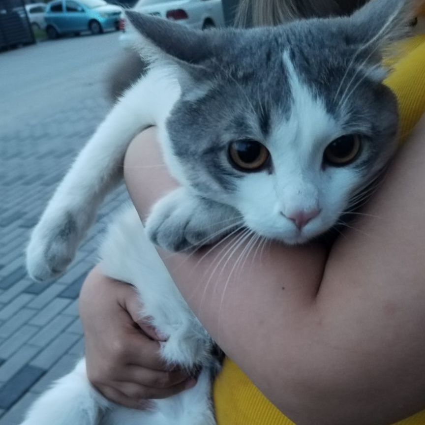 Отдам кота в добрые руки бесплатно