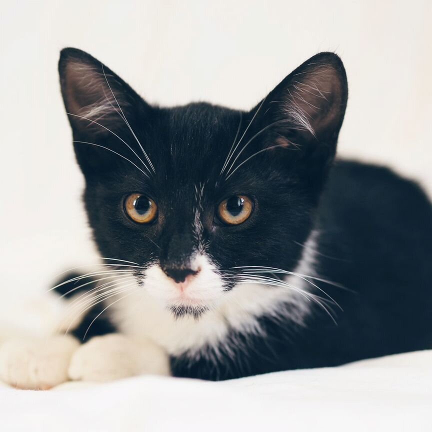 Милый котенок в добрые руки