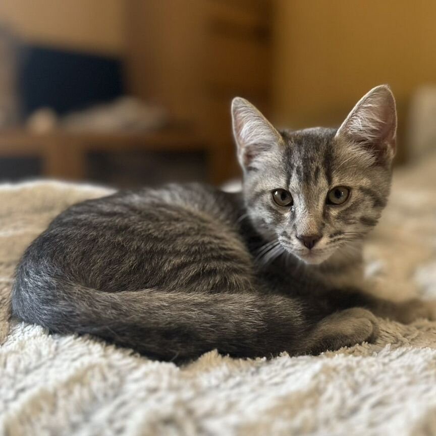 Котенок серенький