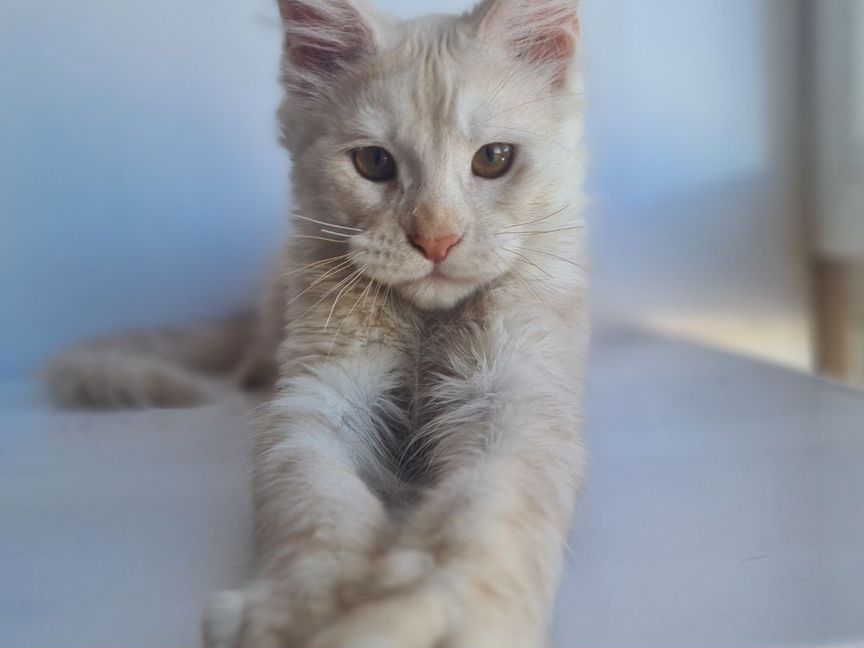 Мейн-кун Солнышко