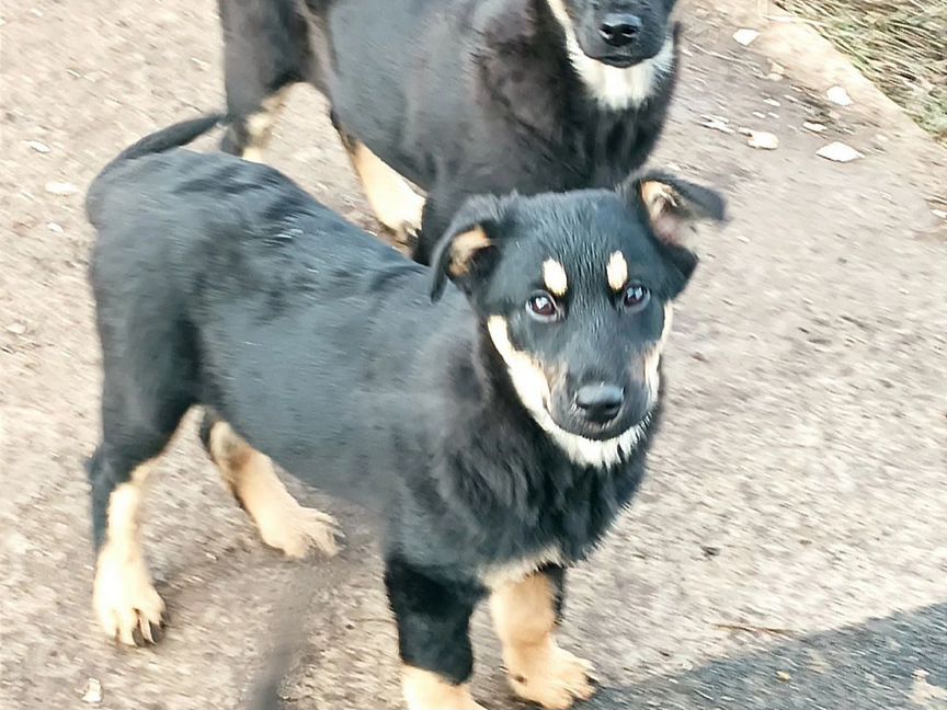 Щенки в дар