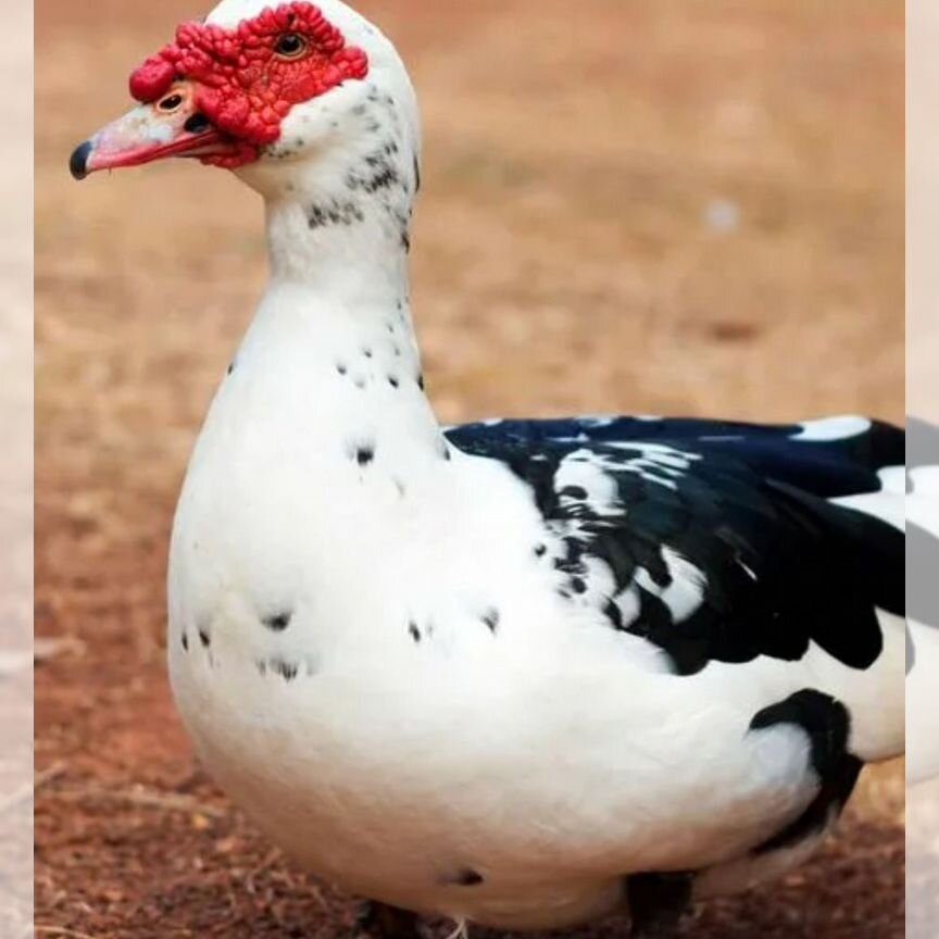 Утки живым весом