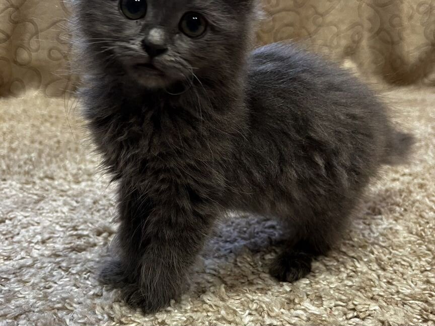 Кошка британская