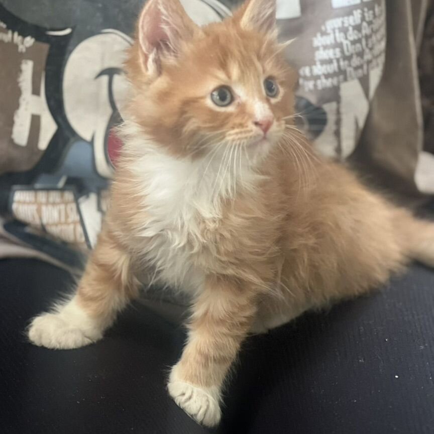 Котята мейн кун (метис)