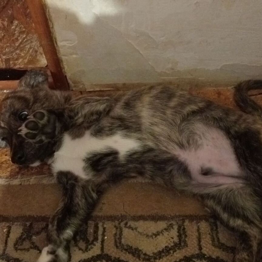 Отдам бесплатно в добрые руки