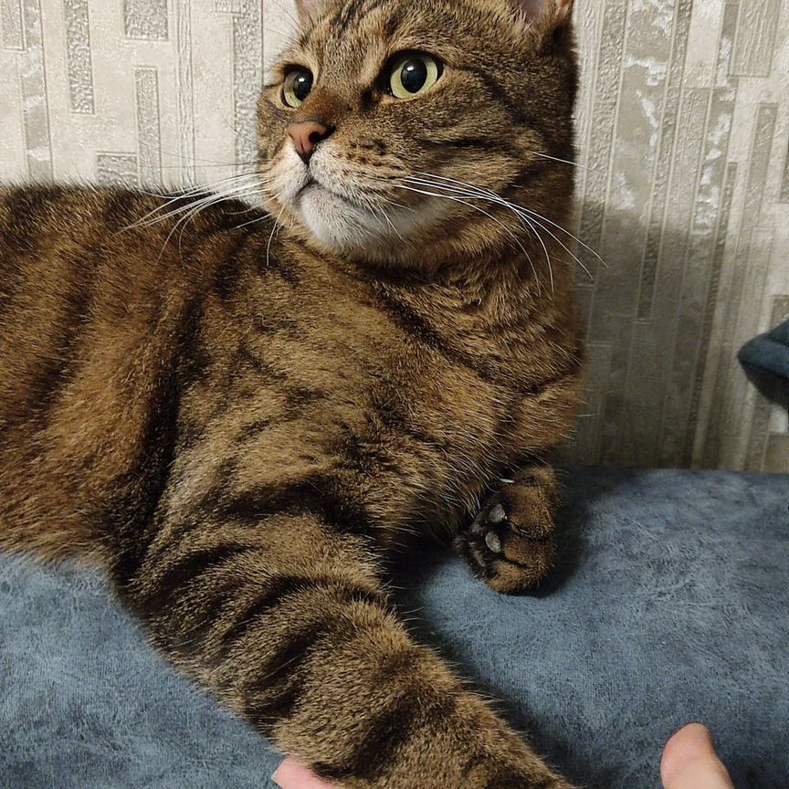 Домашний котик стал бездомным