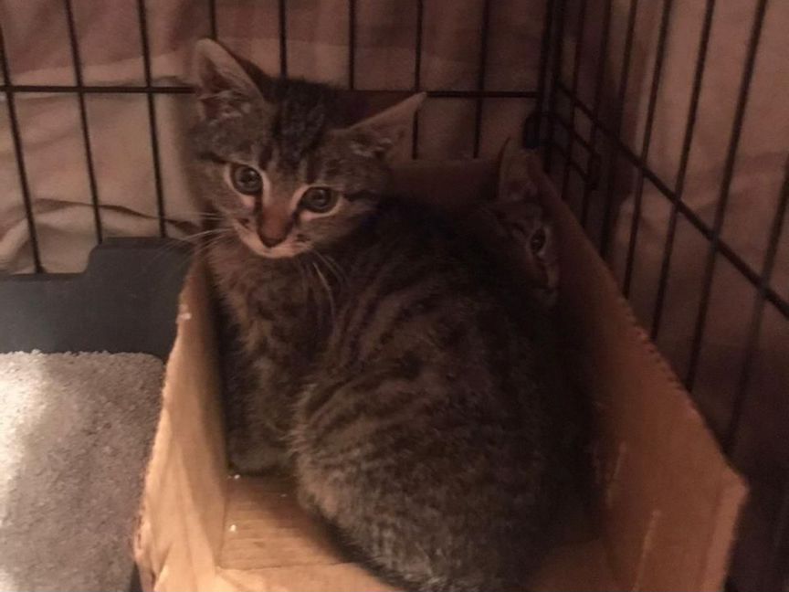 Котята милашки 3мес