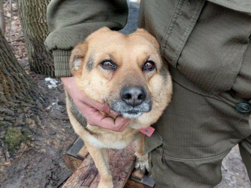 Собака раненая на войне снова осталась одна