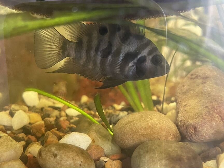 Цихлозома чернополосая