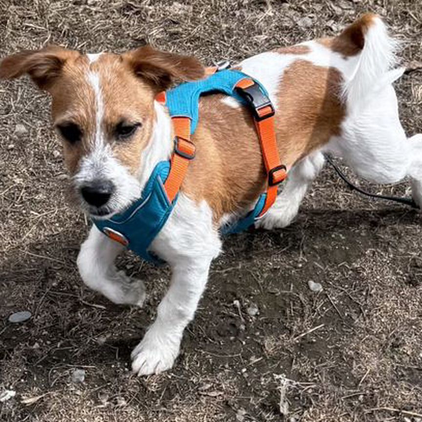 Джек-рассел-терьер, щенок