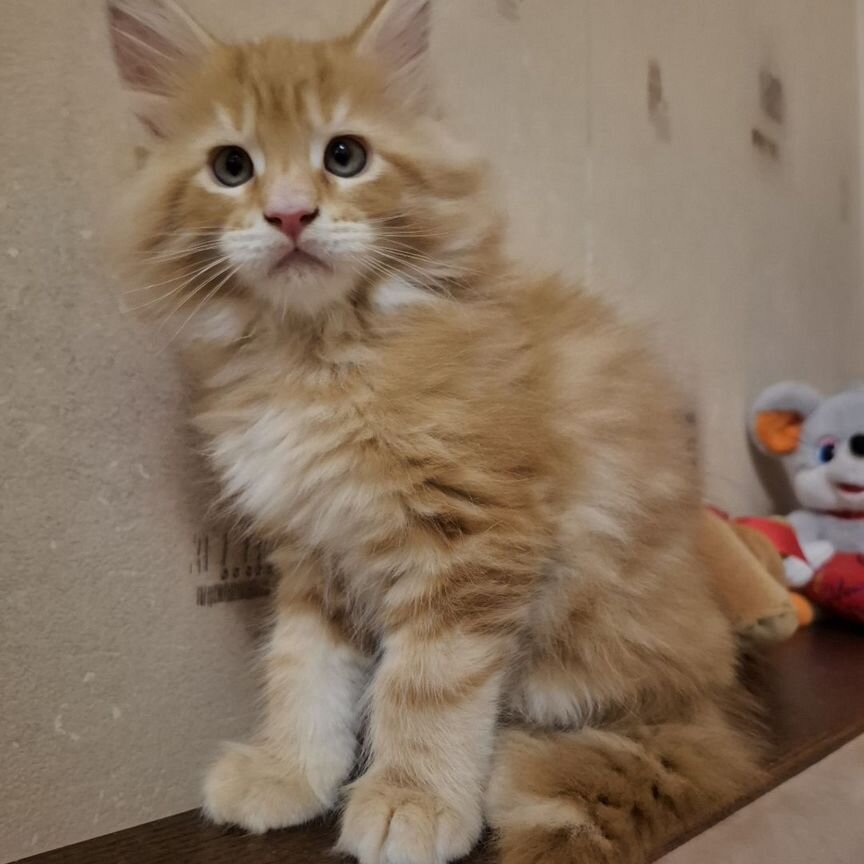 Котёнок мейн-кун кремовый мрамор