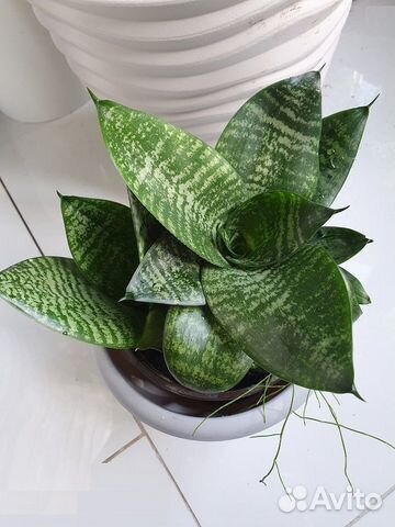 Компактная Сансевиерия мини Sansevieria Hahnii купить в Санкт ...