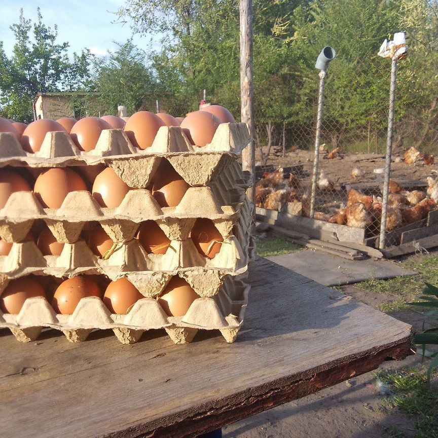 Продаю со двора кур несушек Ломан Браун
