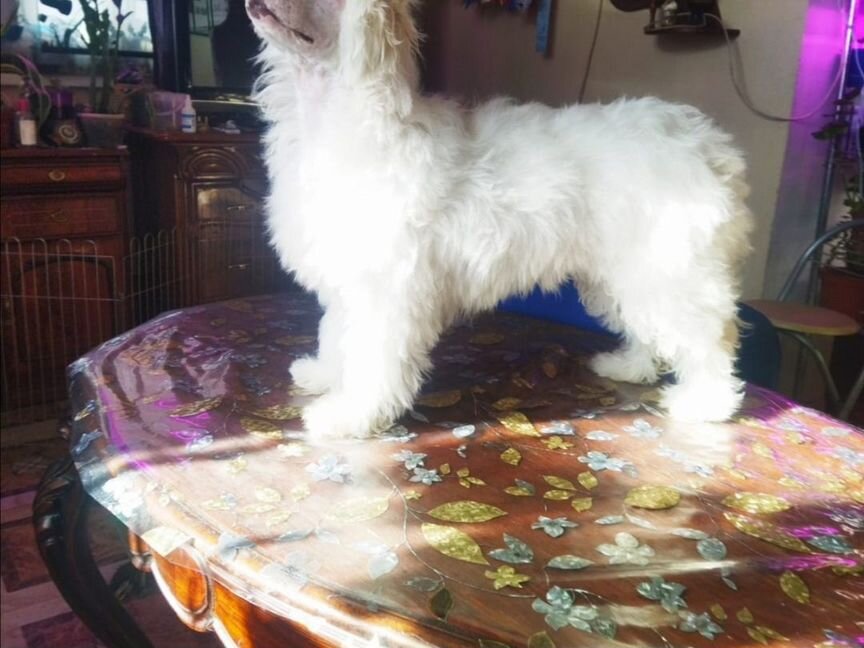 Китайская хохлатая, мальчик