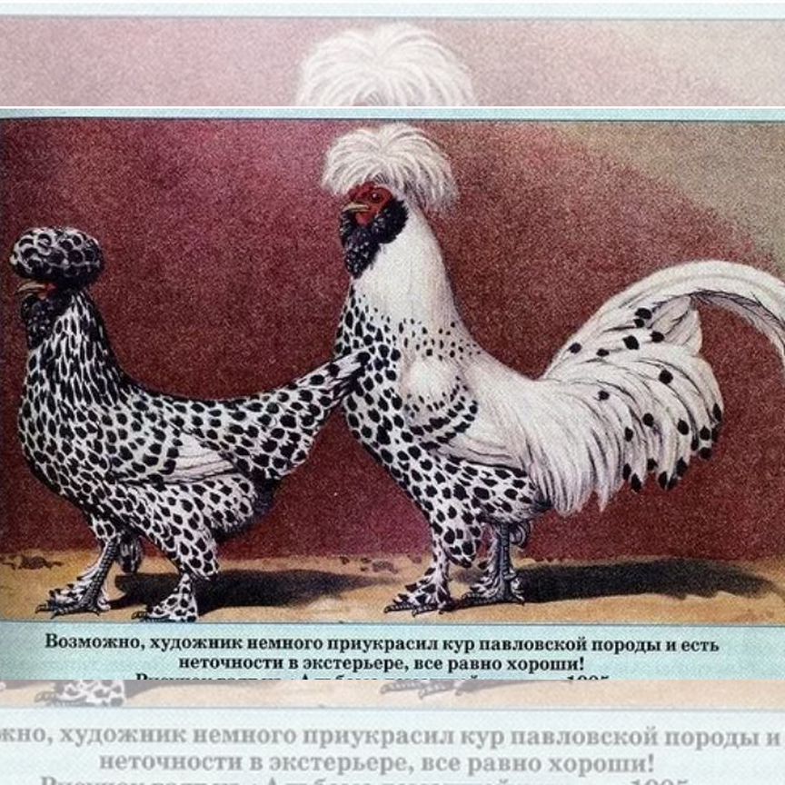 Павловские серебристые петушки