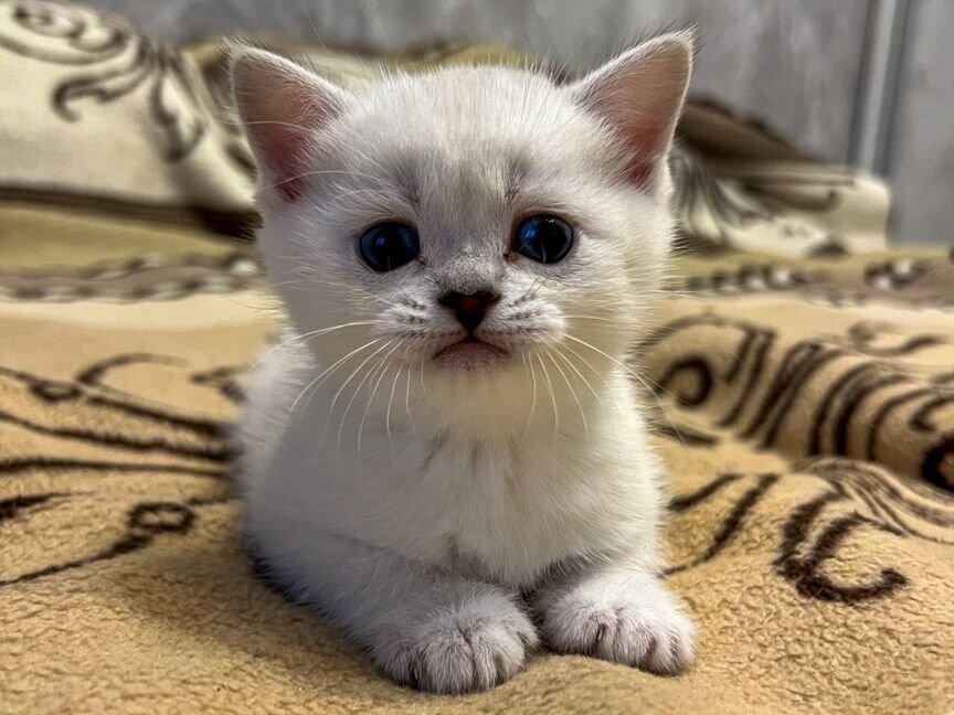Котенок серебристая шиншилла