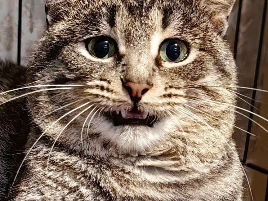 Кот бесплатно