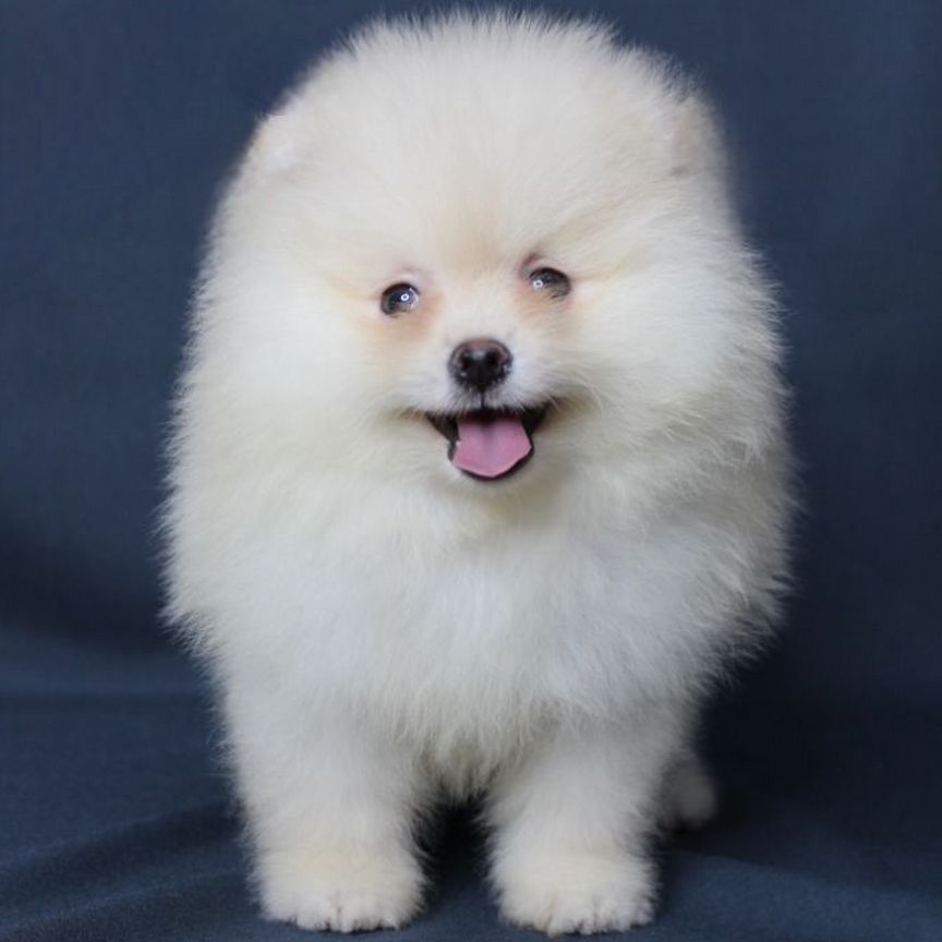 Померанский шпиц, щенок