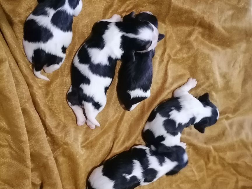 Кавалер кинг чарльз спаниель